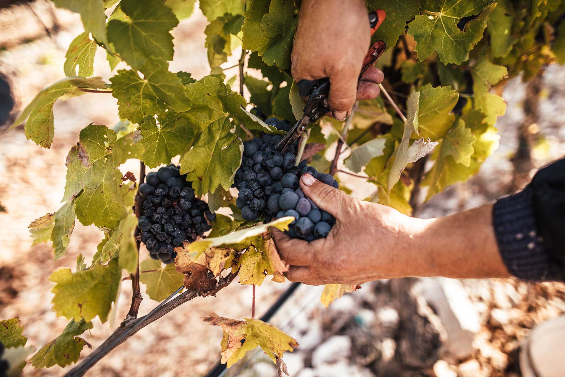 Wine production - Vinogradi Nuić En