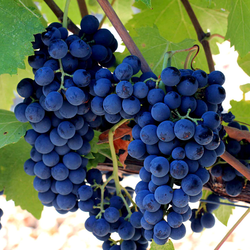 Our varieties - Vinogradi Nuić En